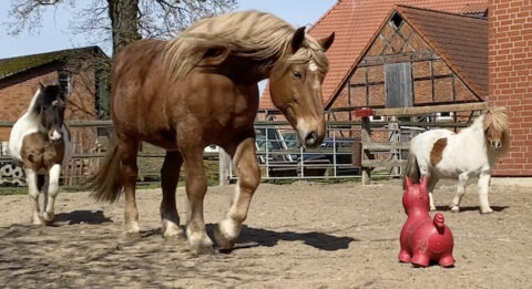 Anti-Scheu-Training – bitte immer individuell! - Wege zum Pferd