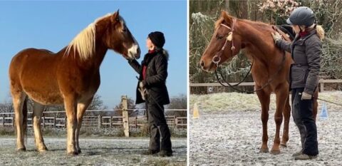 Entspanntes Stehen mit dem Pferd - Wege zum Pferd